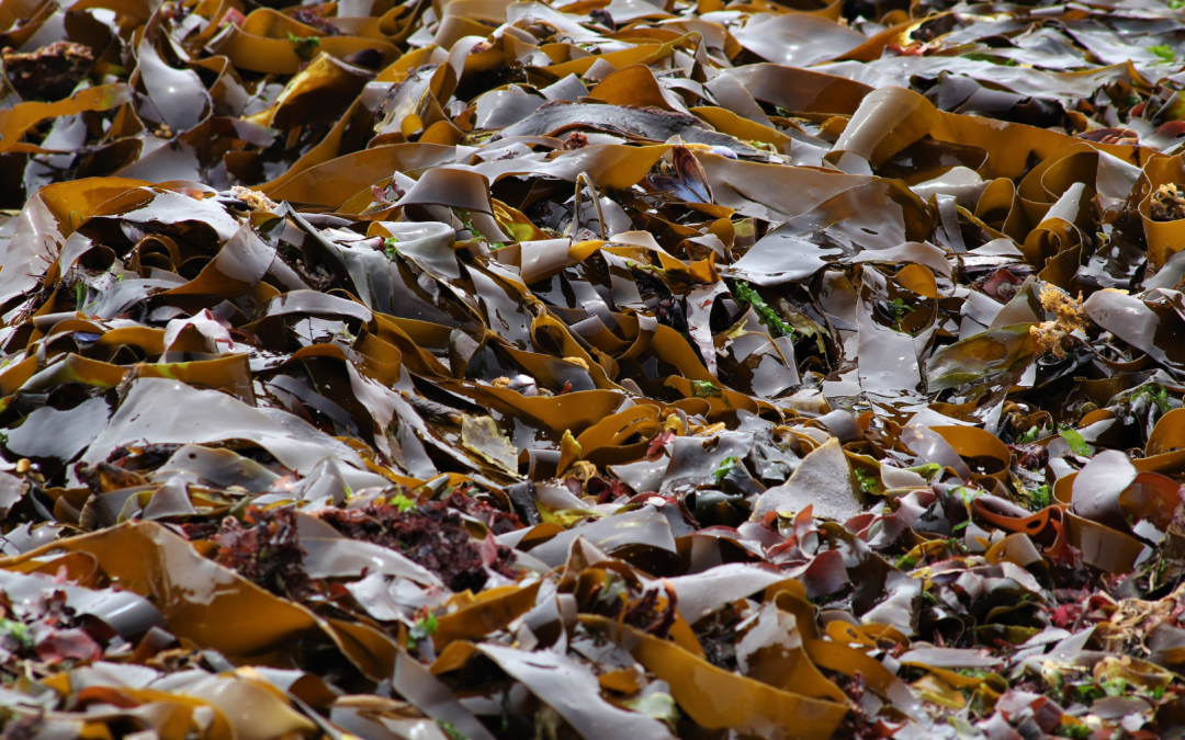 seaweed - Spicy Moustache