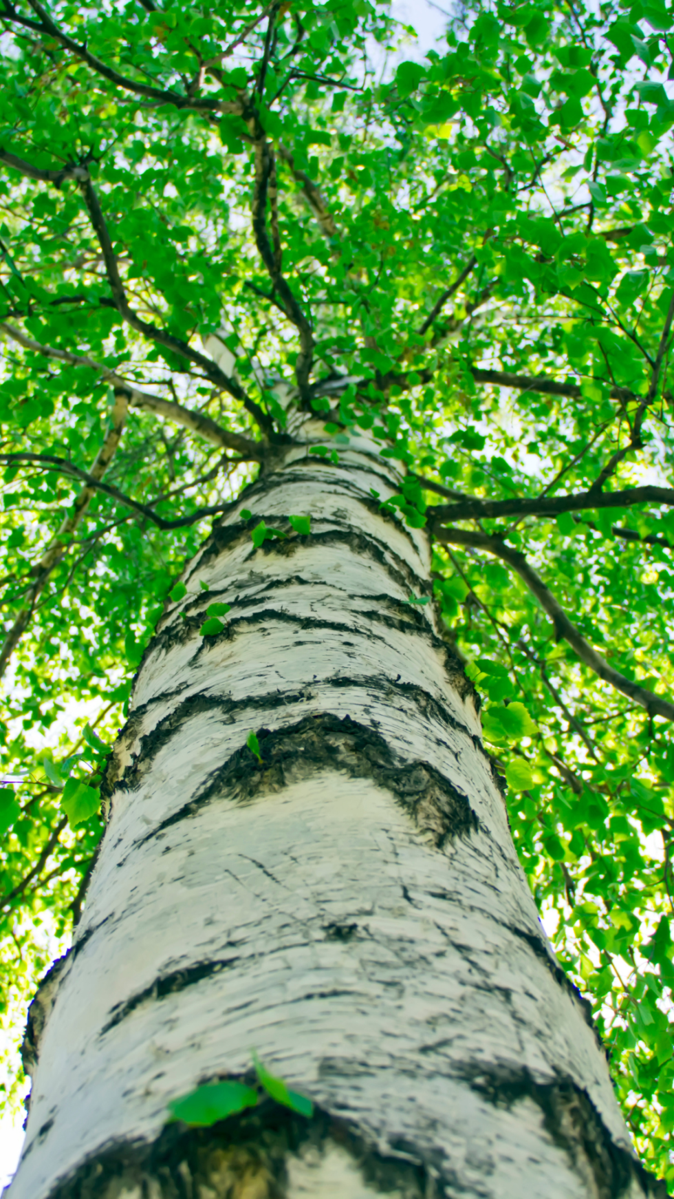 Sustainable Sipping: How to Collect Birch Water for an Eco-Friendly ...