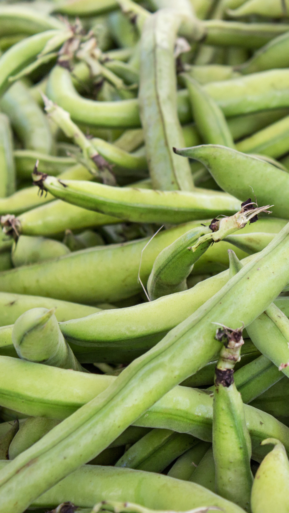 Discover the Magic of Broad Beans Tofu: A Nutritious Delight for Your ...