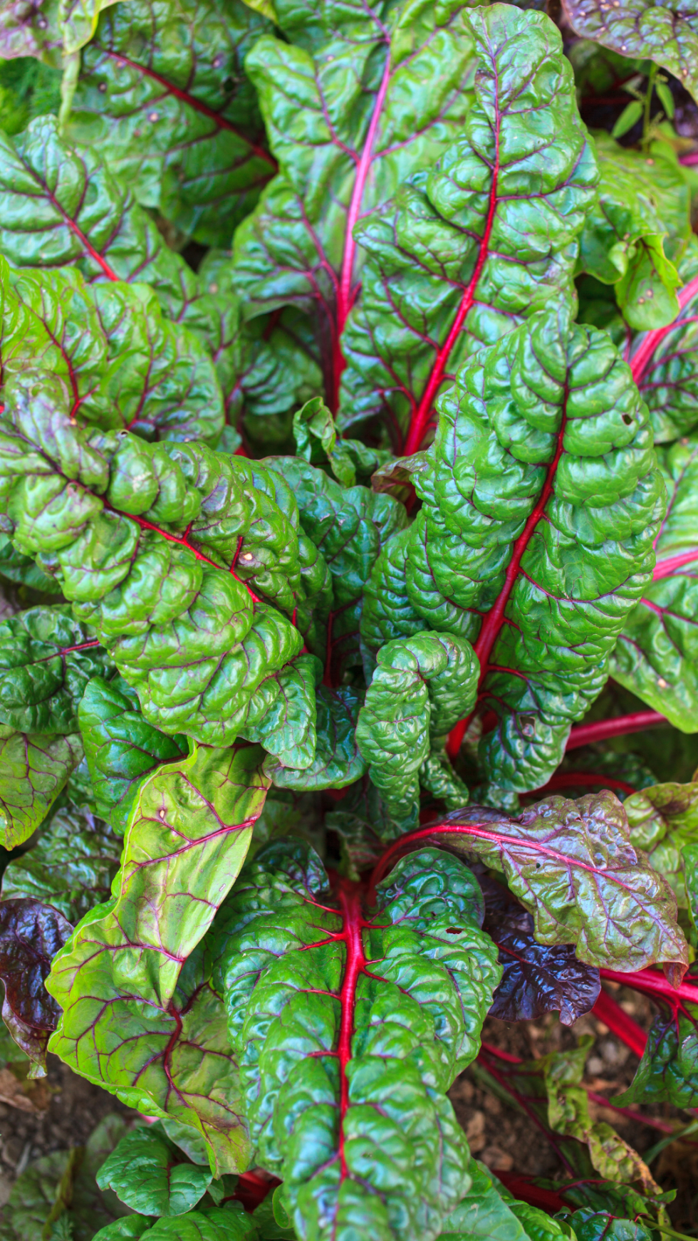How To Make Chard Rolls Using Ingredients From Your Garden (Fun and ...