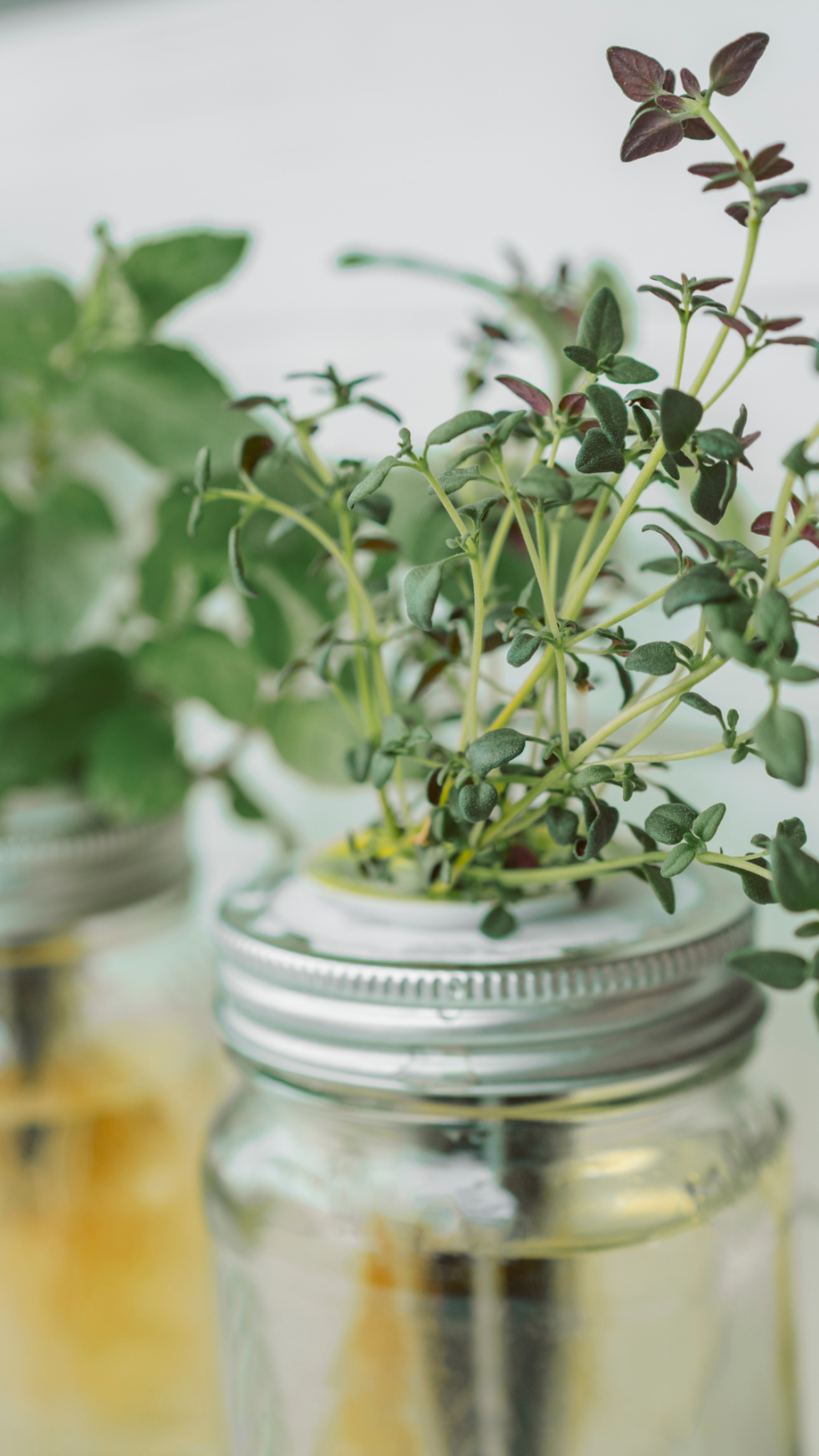 Easy Kratky Method: Grow Happy Plants Without Soil at Home | Spicy ...