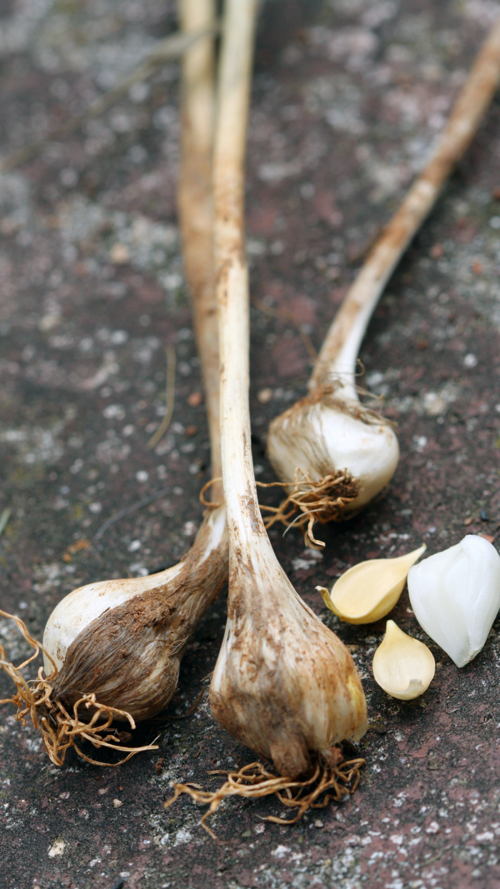 Level Up Your Cooking: How to Find & Use Wild Garlic | Spicy Moustache