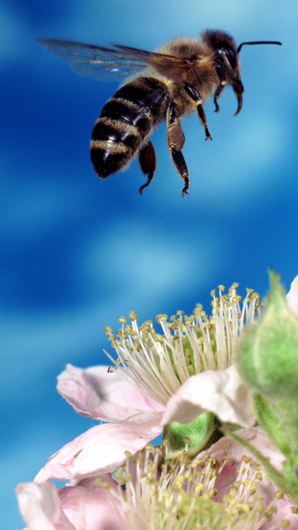 Creating a Bee Garden: How to Attract and Support Bees in Your Backyard ...