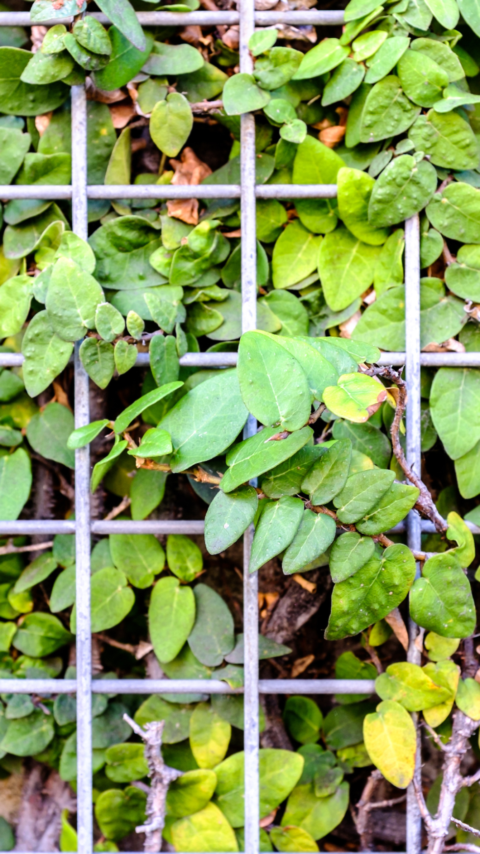 How To Grow Living Fences: Beautiful and Natural Barriers – Spicy Moustache