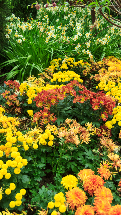 How to Design a Color-Themed Garden: A Burst of Beauty in Every Corner ...