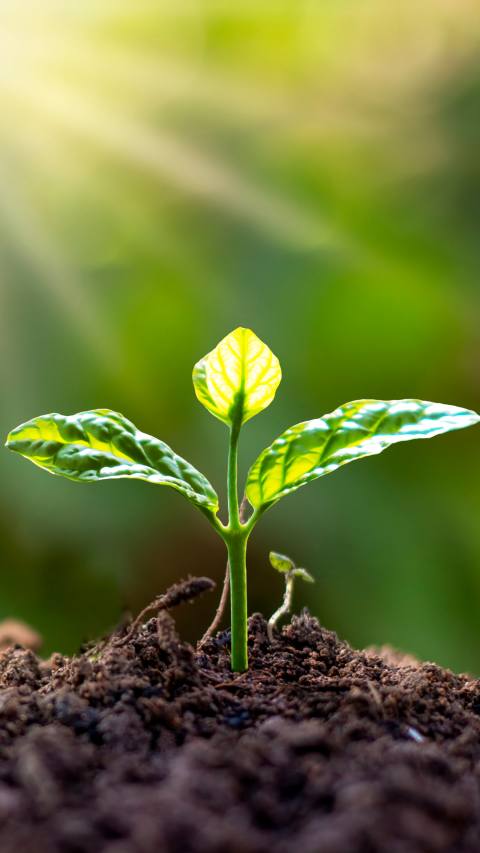 Understanding the Growing Season: How To Guide to a Bountiful Garden ...