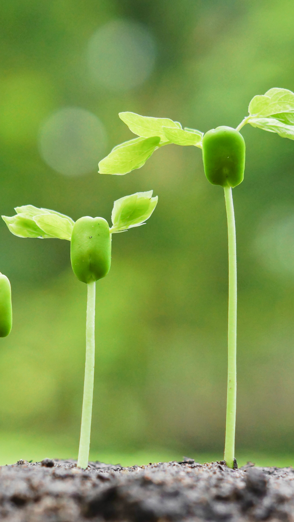 Understanding the Growing Season: How To Guide to a Bountiful Garden ...