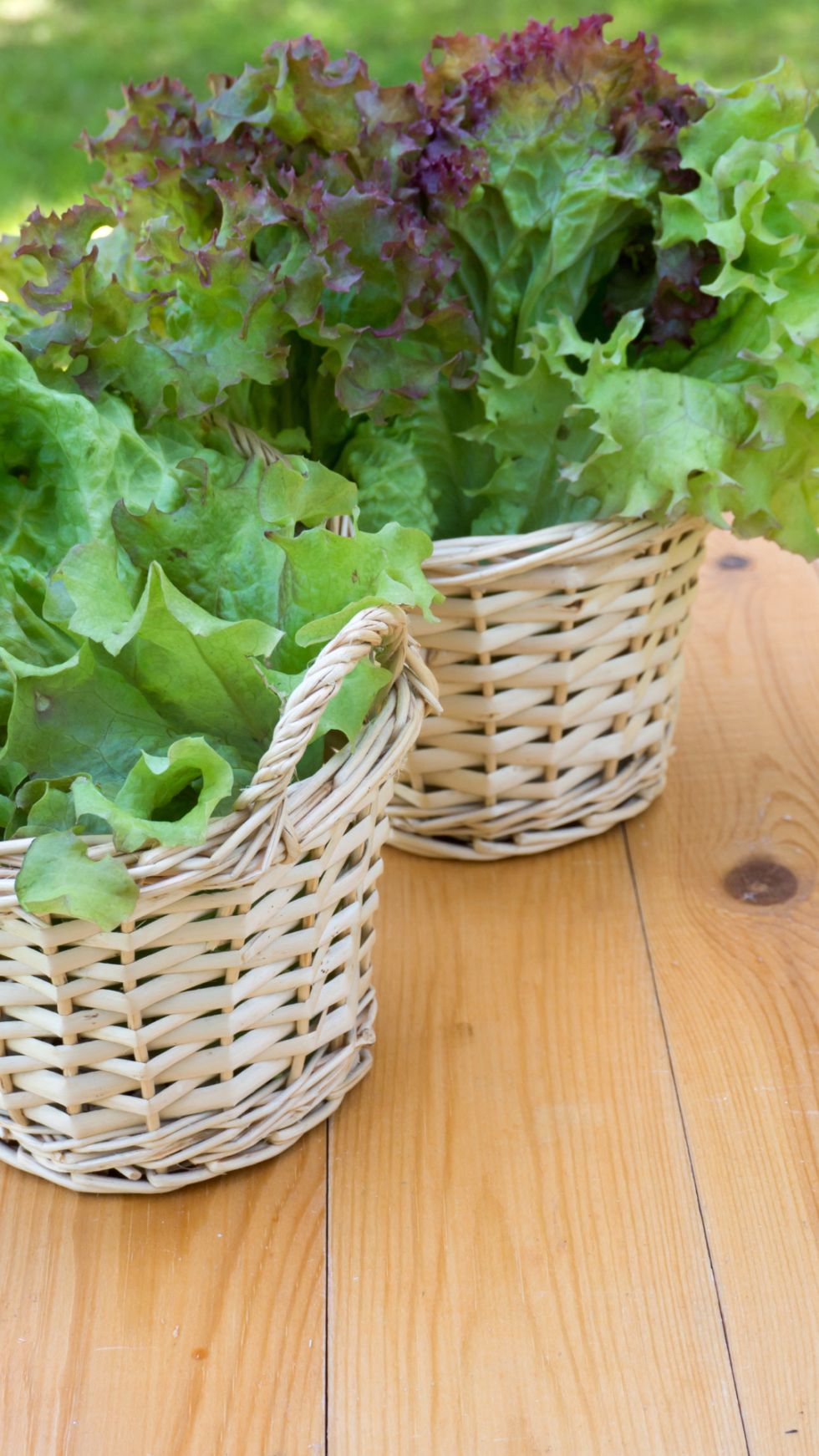 How To Grow Your Own Salad Garden: Guide to Freshness, Fun, and Flavor ...
