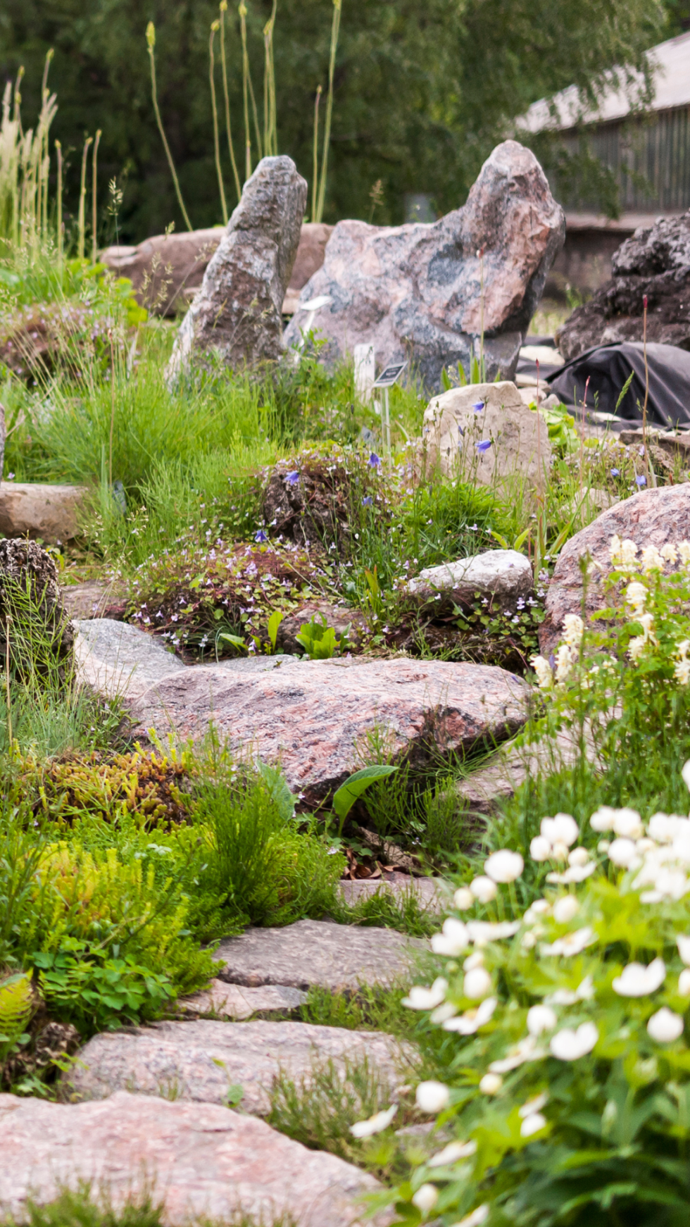 How To Start Alpine Gardening: Creating Your Slice of Mountain Paradise ...