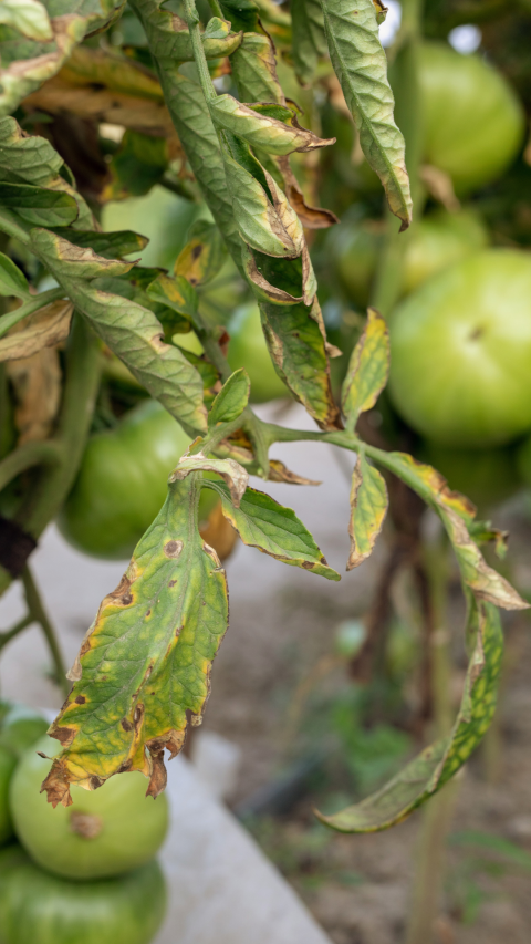 What Are The Common Plant Diseases and How To Identify and Treat Them ...