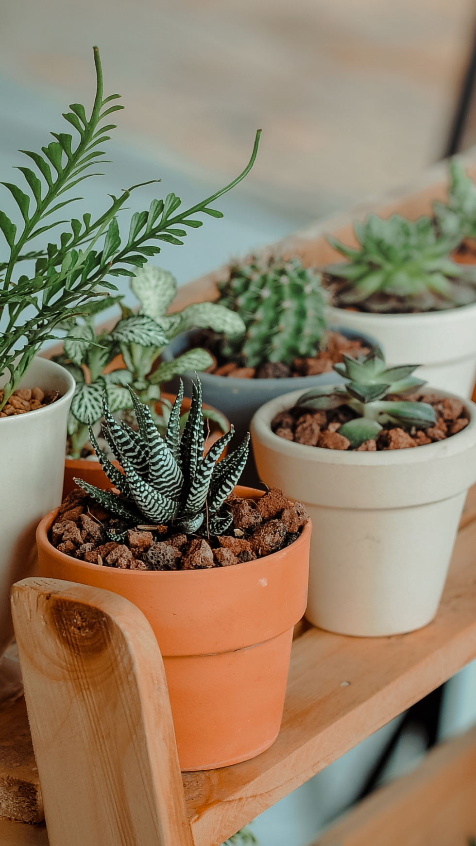 Why Your Plants Aren’t Blooming and How to Fix It: A Friendly Guide ...