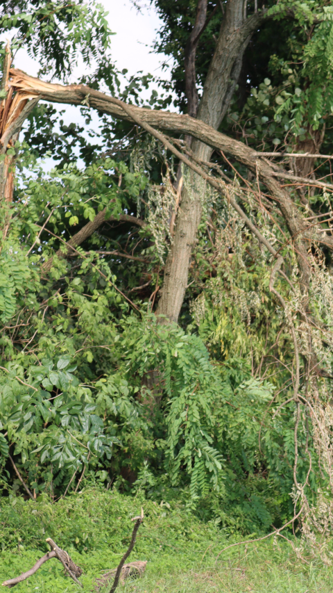 How to Save Storm-Damaged Plants: A Step-by-Step Guide | Spicy Moustache